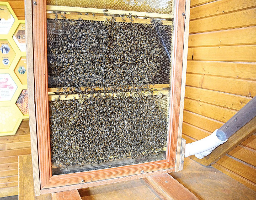 ‘As busy as a bee’ happens at zoo | News, Sports, Jobs - Minot Daily News